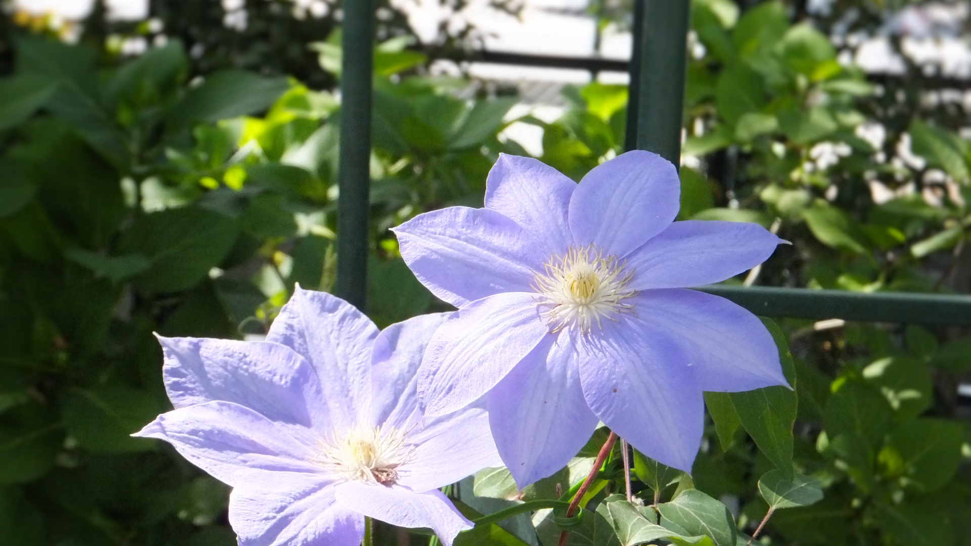 Windows壁紙「クレマチス」: Windows壁紙 花梨